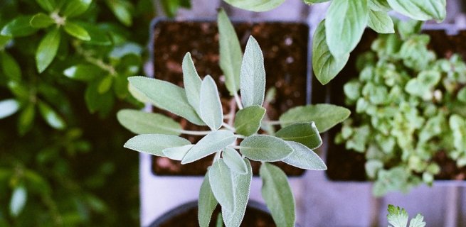 Is Stealing Plants from Gardens a Criminal Offence?