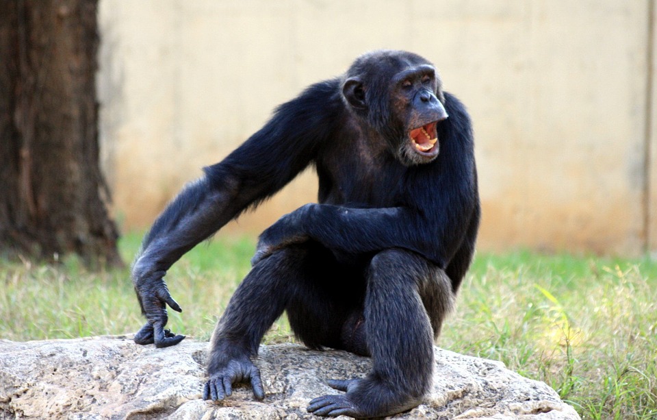 Should Chimps Have Legal Rights?