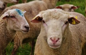 Verbal abuse of sheep: Has the world gone mad?