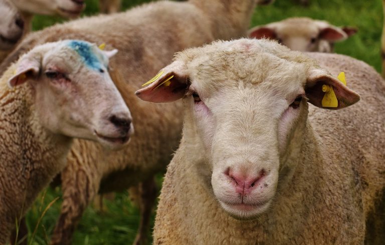 Verbal abuse of sheep: Has the world gone mad?