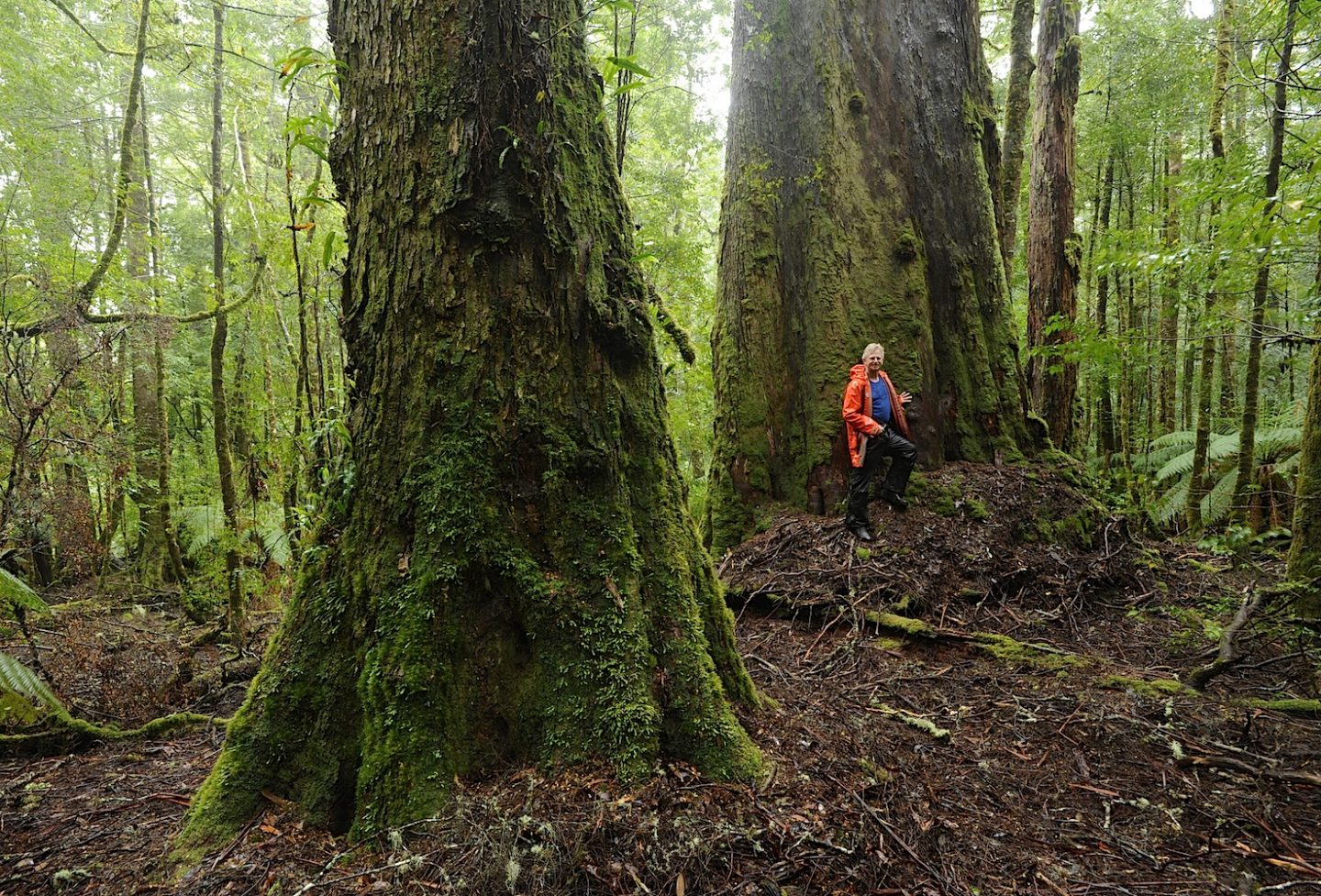 The Forest Wars: An Interview with Wilderness Society’s Warrick Jordan