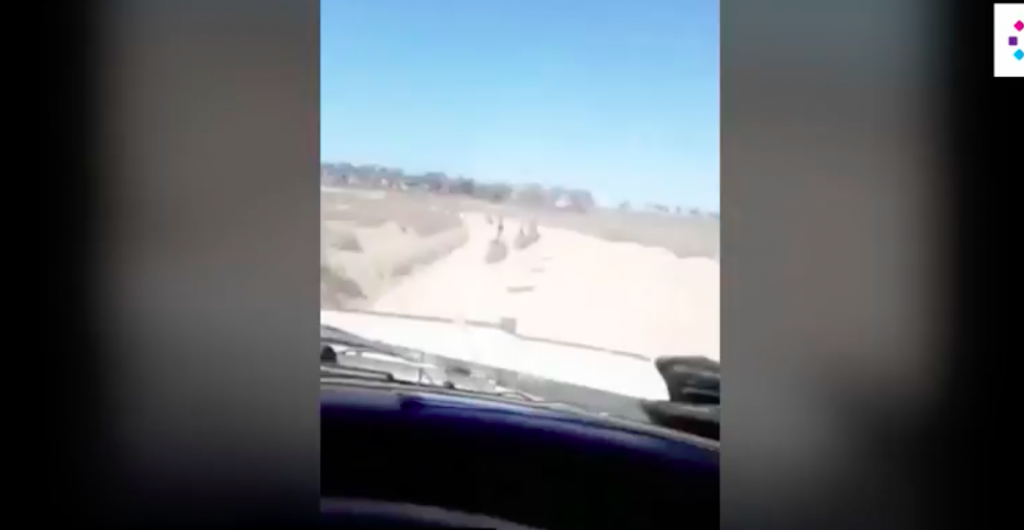 Driver Laughs as he Mows Down Mob of Emus