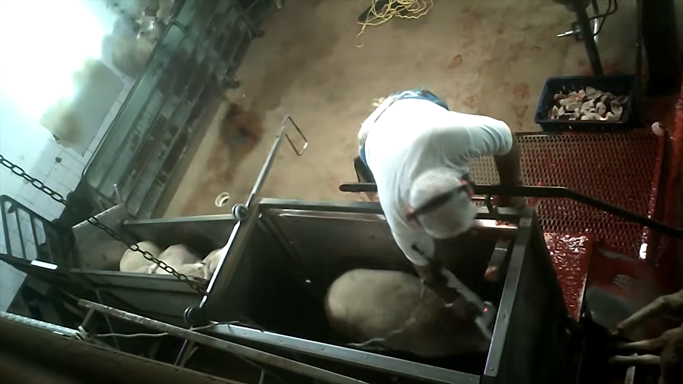 High Court Challenge to NSW Ag-Gag Laws: An Interview With Farm ...