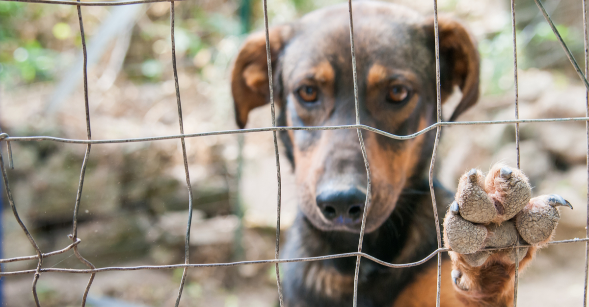 Possessing, Disseminating and Producing Animal Cruelty Material to ...