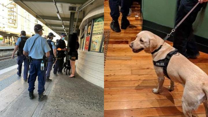 NSW Police Are Still Using Sniffer Dogs to Arrest Over Tiny Amounts of ...