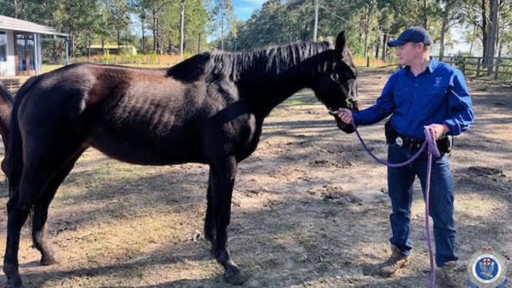 The Criminal Offence of Stealing Cattle in New South Wales
