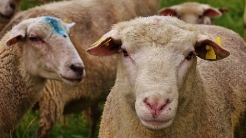 Verbal abuse of sheep: Has the world gone mad?